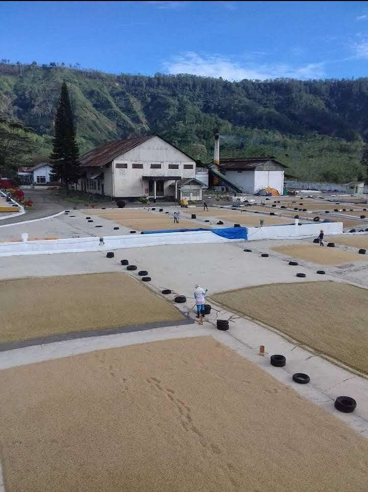 Java Jampit – Giraffe Coffee Roasters